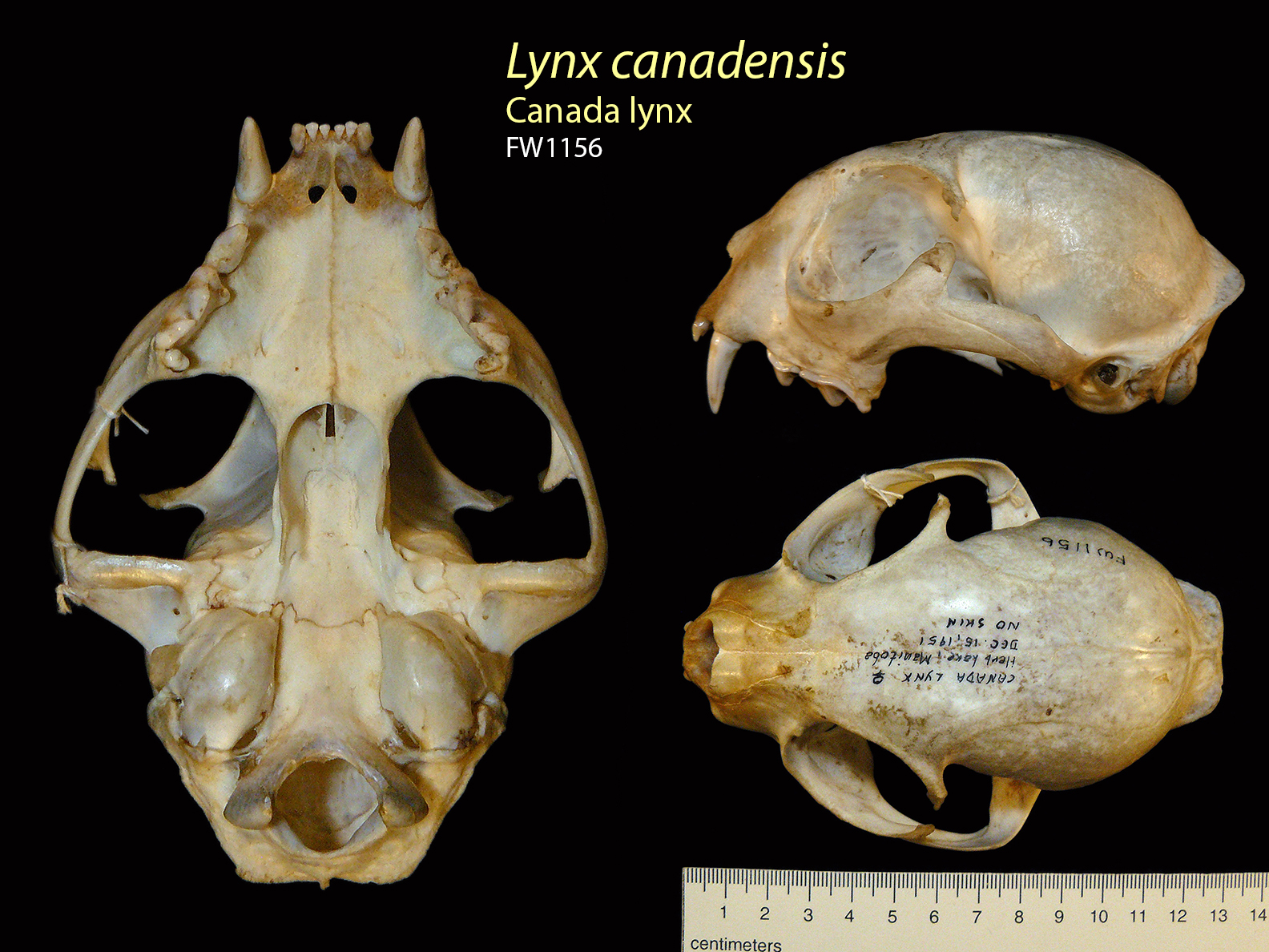 Mammal Collection | Fisheries & Wildlife | Oregon State University