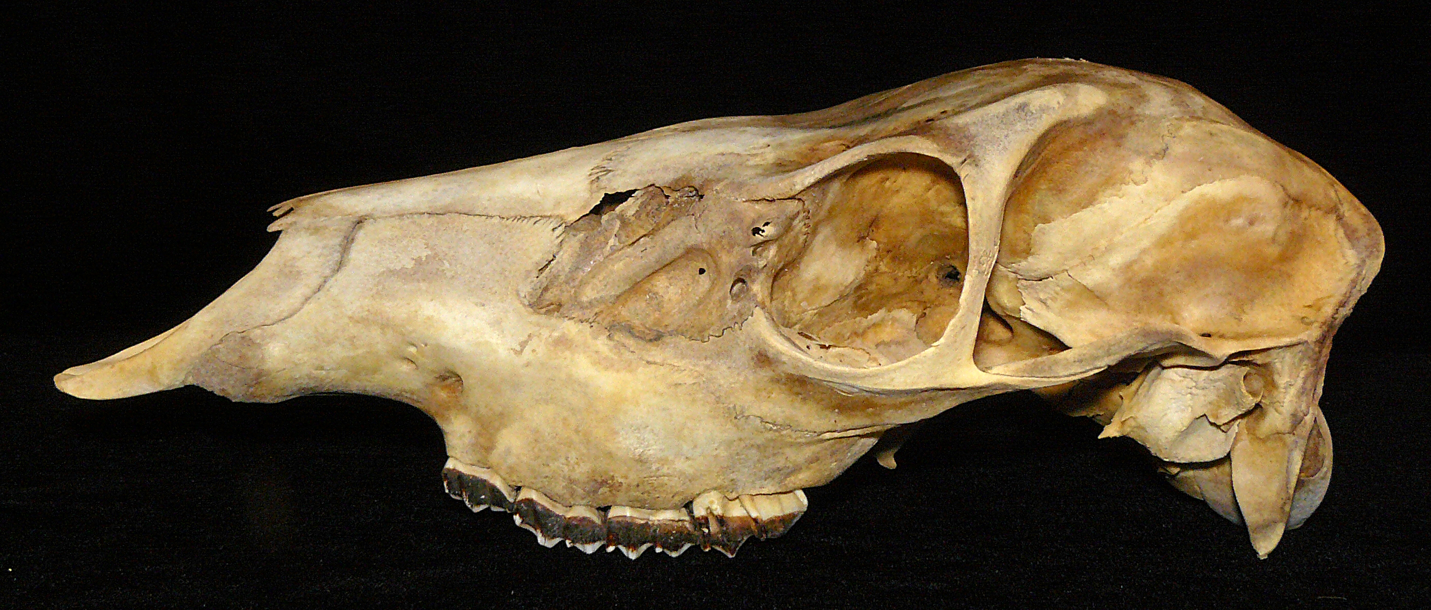 Mammal Collection | Fisheries & Wildlife | Oregon State University