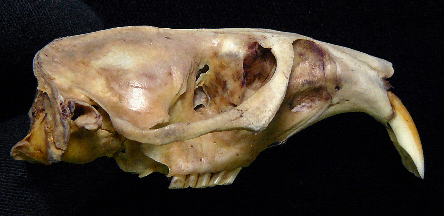 Mammal Collection | Fisheries & Wildlife | Oregon State University